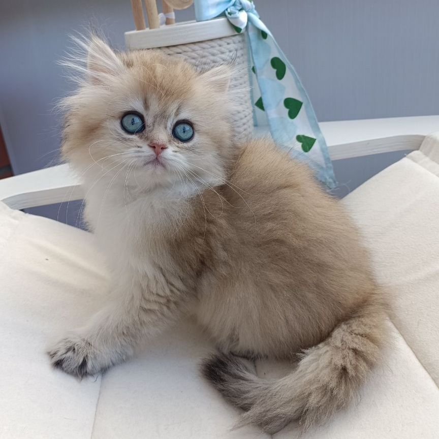 Кошечка хайленд