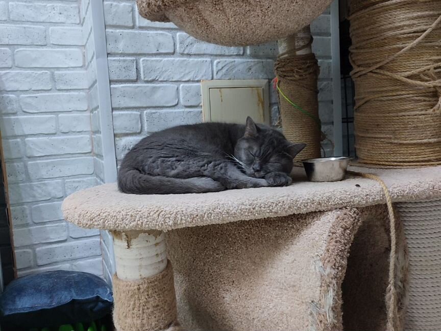 Очень грустная кошка ищет Дом