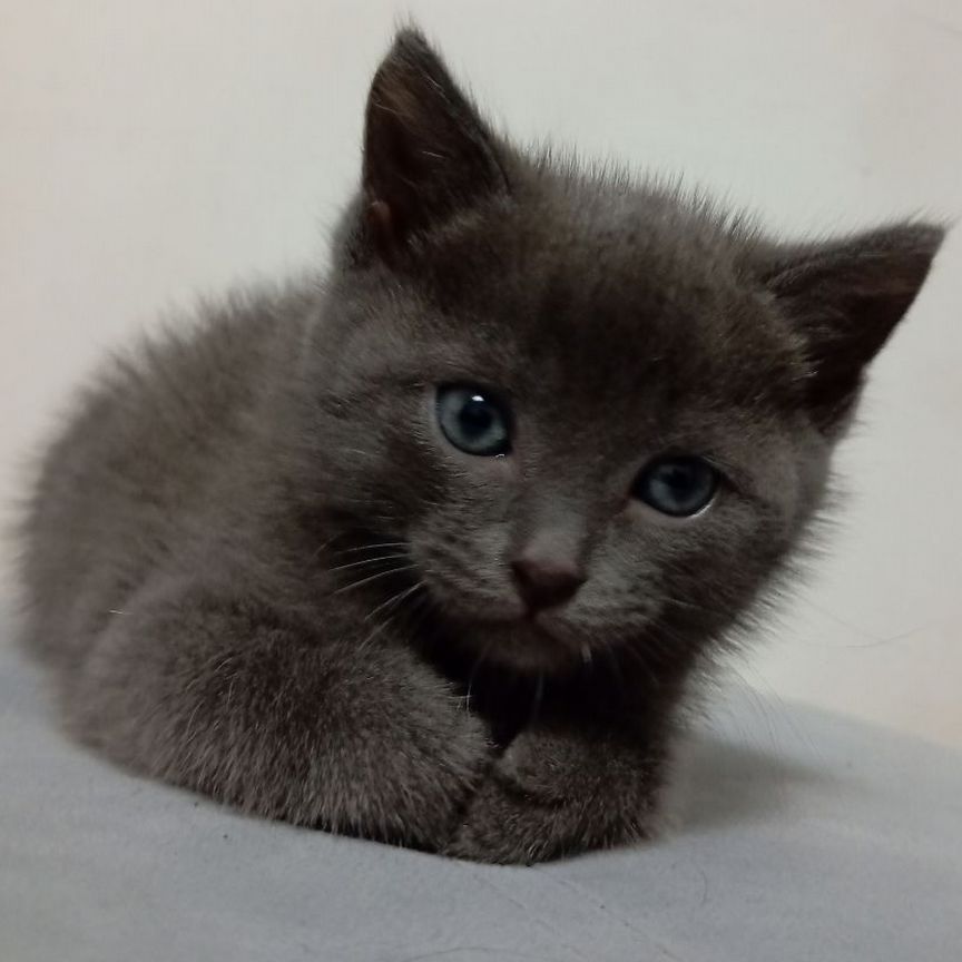 Котята в добрые руки бесплатно