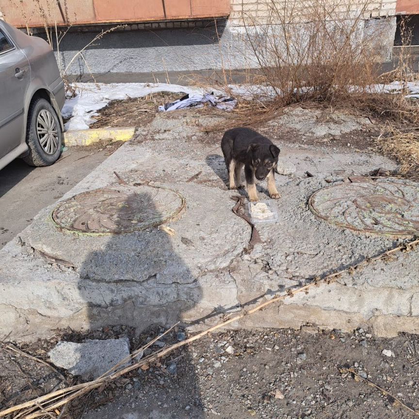 Щенок в добрые руки бесплатно