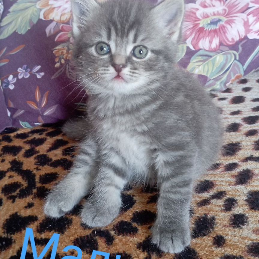 Шотландские котята