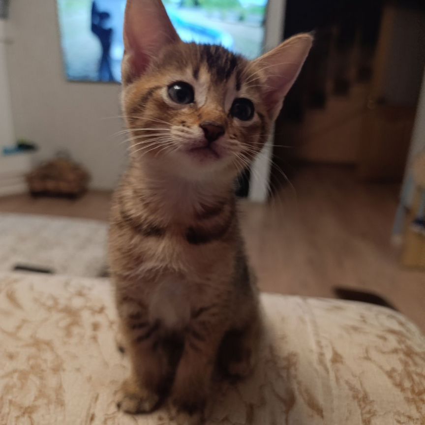 Абисинский котенок