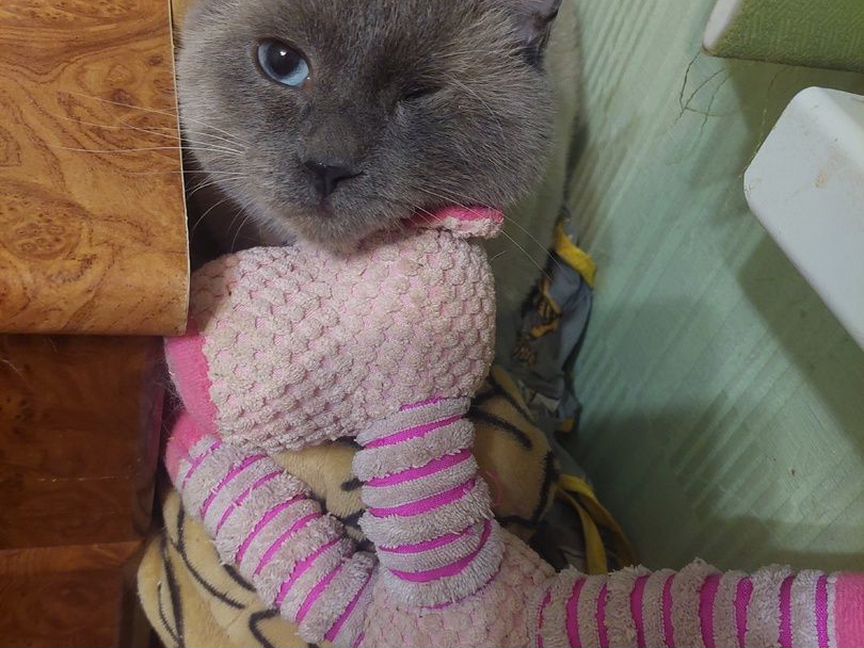 Особенный котик (из приюта)