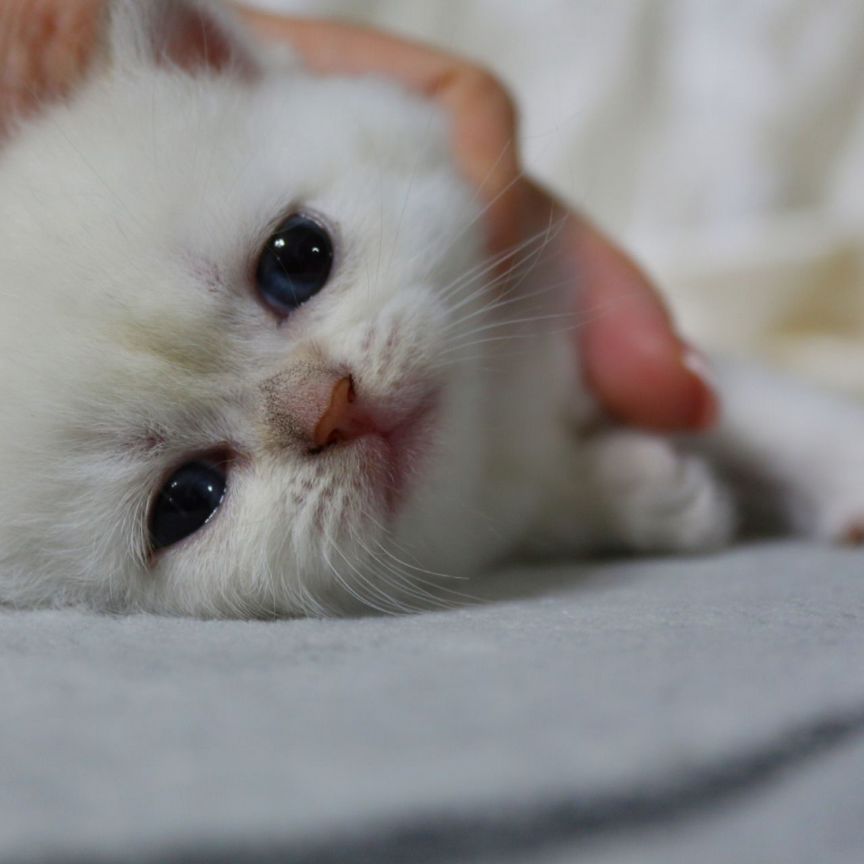 Золотые котята