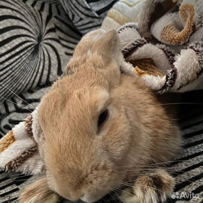 Карликовый кролик