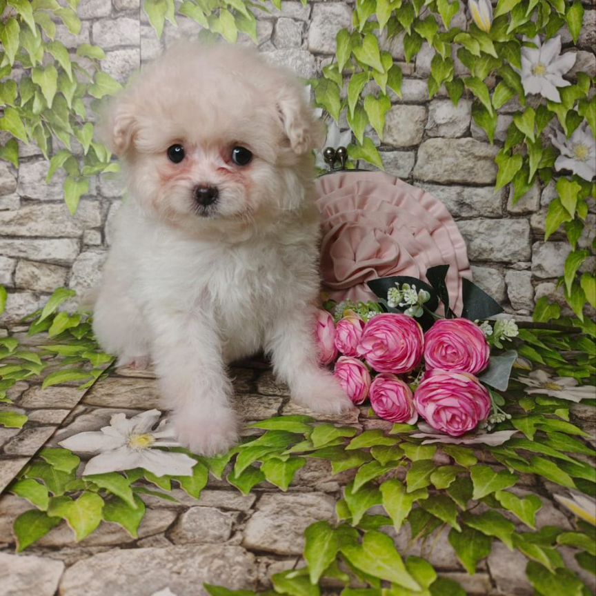 Мальтипу девочки