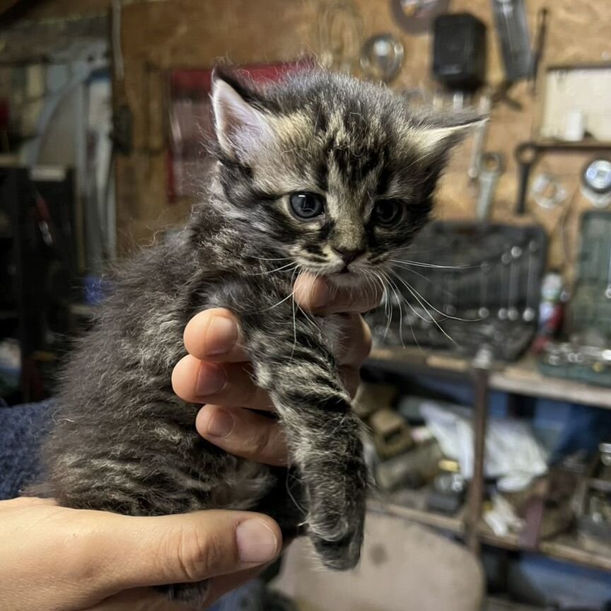 Котята в добрые руки бесплатно девочки