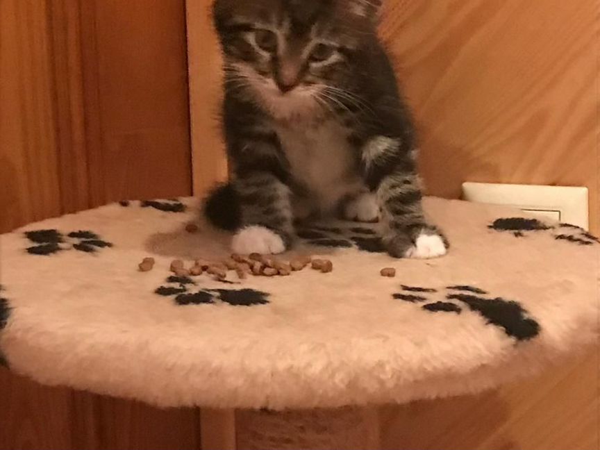 Кошка