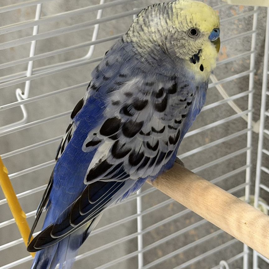 Волнистый попугай