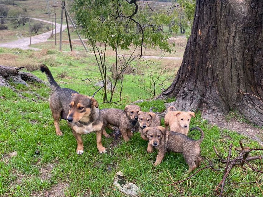 Коротколапые щенки ищут дом