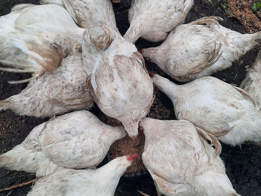 Домашние куры бройлеры