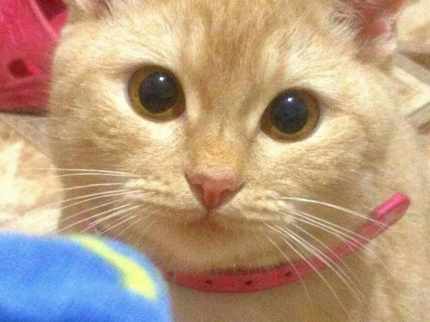 Красивая кошечка ищет кота для вязки