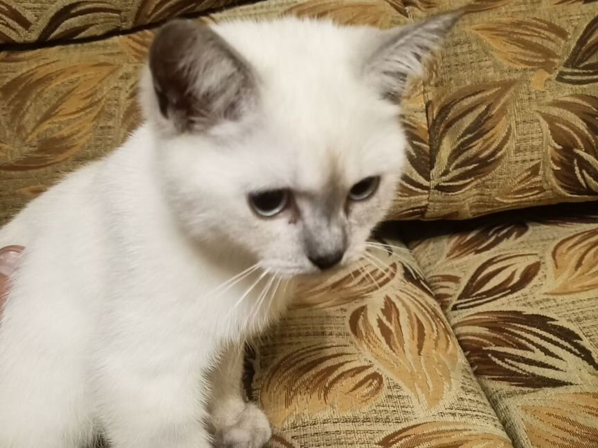 Котёнок британец (шиншилла)