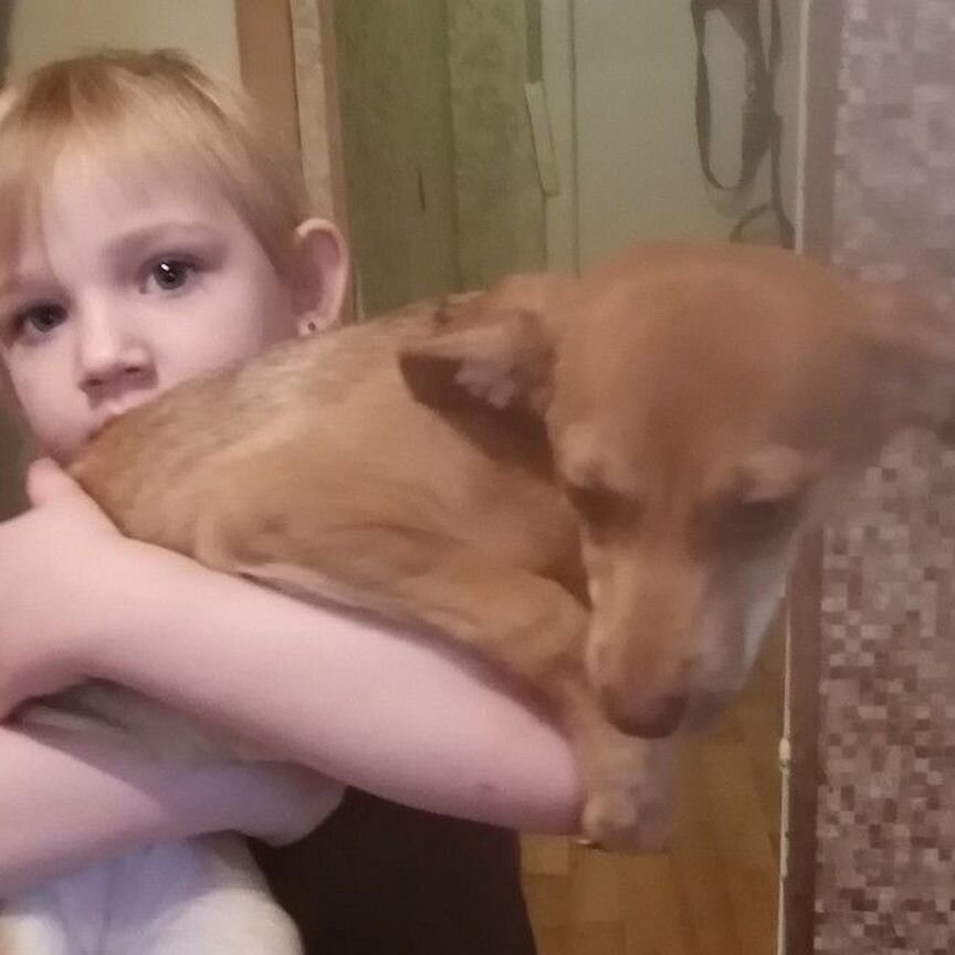 Той-терьер щенки