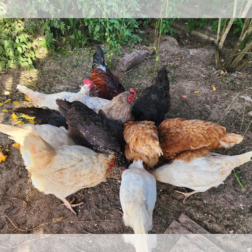Отдам кур несушек и петуха