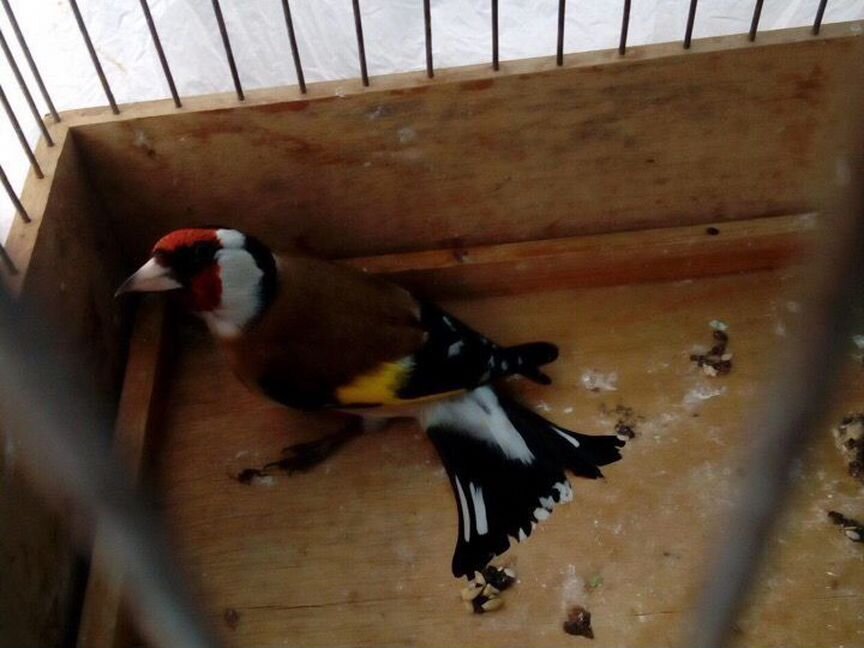 Черноголовый щегол (огневик )