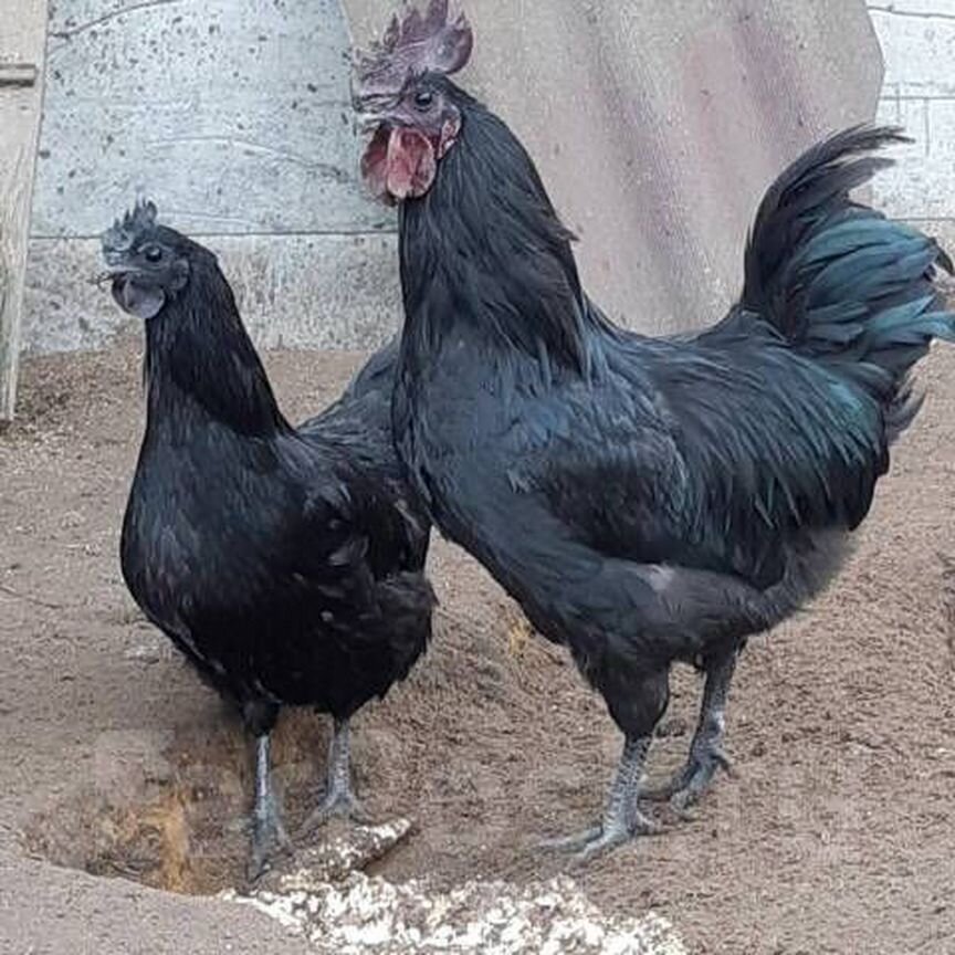 Петушки лакеданзи,маран,домашние