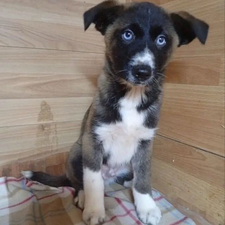 Щенок в добрые руки