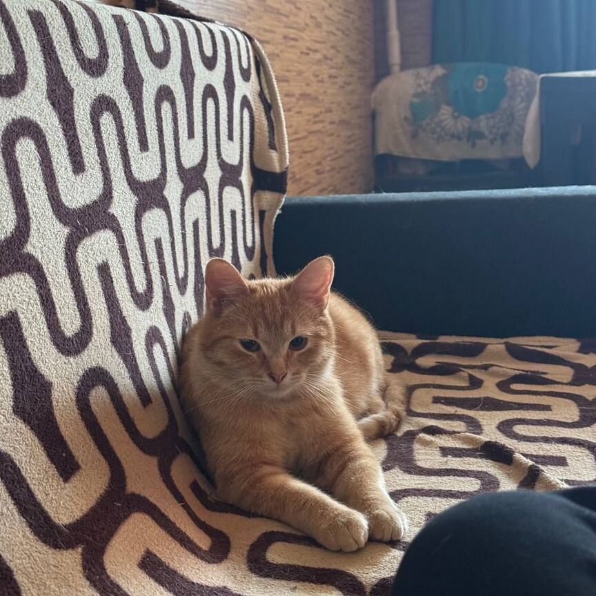 Котик на счастье