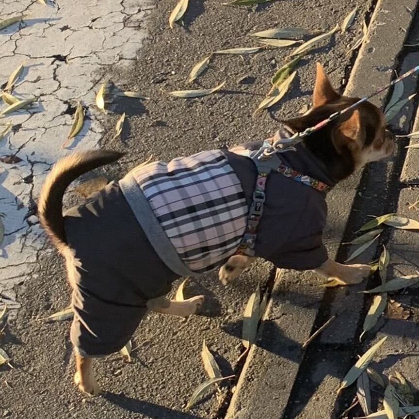 Комбинезон для маленькой собаки размер М