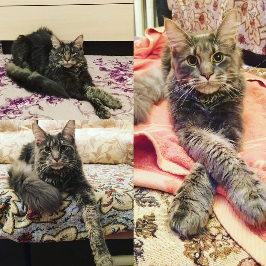 Кот мэйн кун