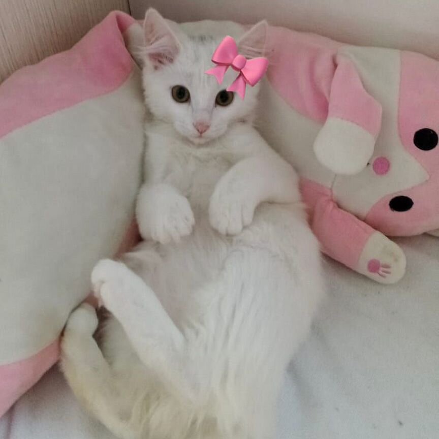 Котенок