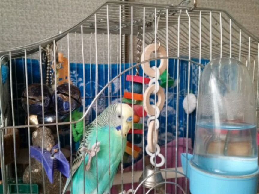 Попугай волнистый