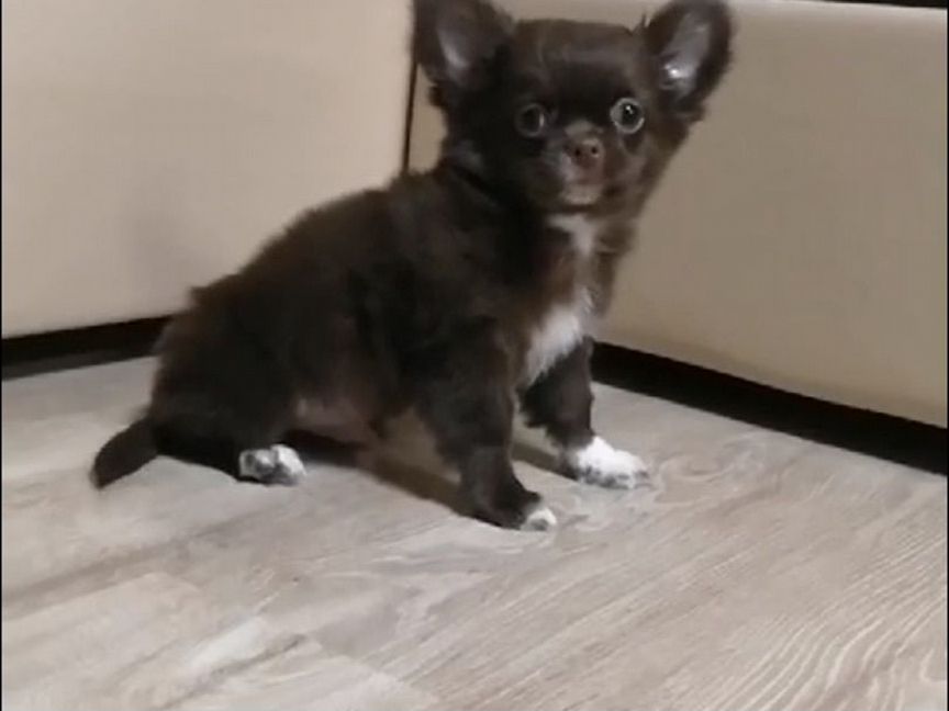 Чихуахуа мальчик