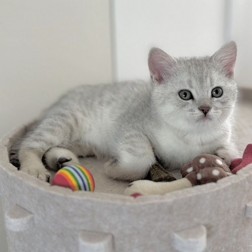 Британский короткошёрстный котёнок