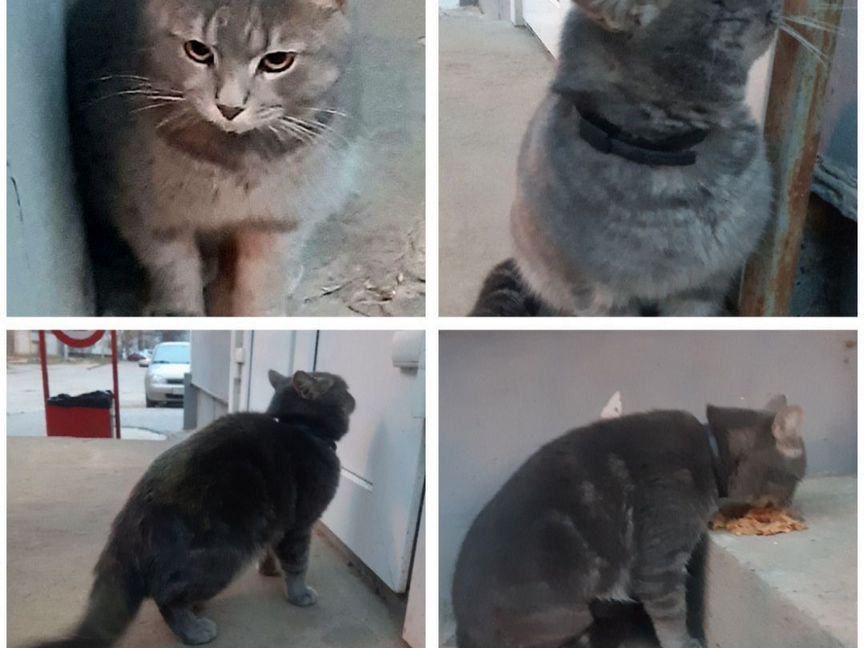 Котик - потеряшка ждёт вас