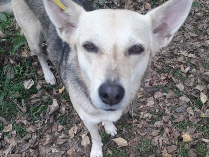 Собака в добрые руки