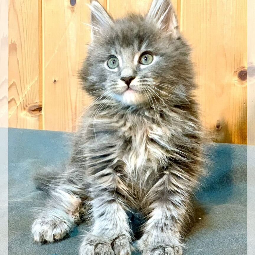 Мейн-кун котёнок