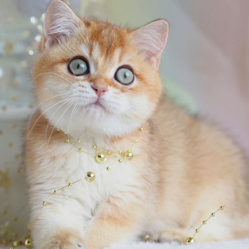 Британский короткошёрстный котёнок