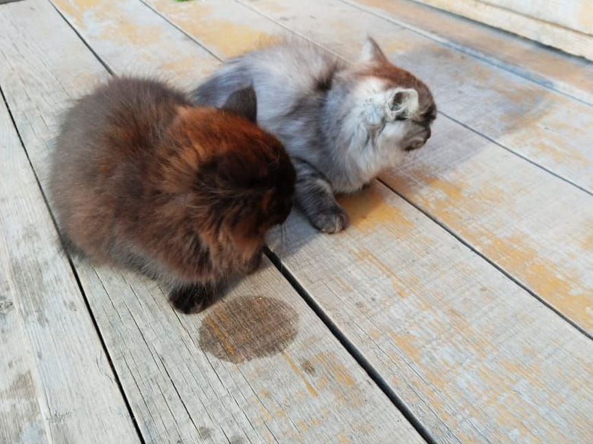 Котята в добрые руки бесплатно
