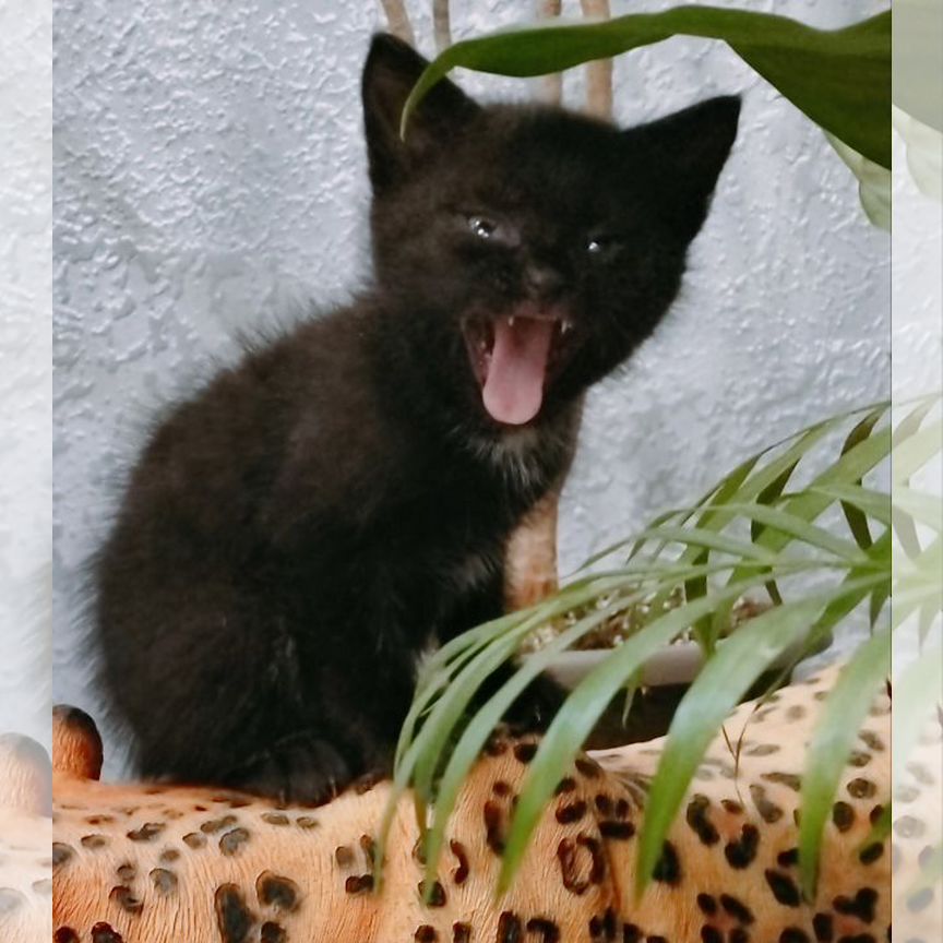 Котятки в добрые руки