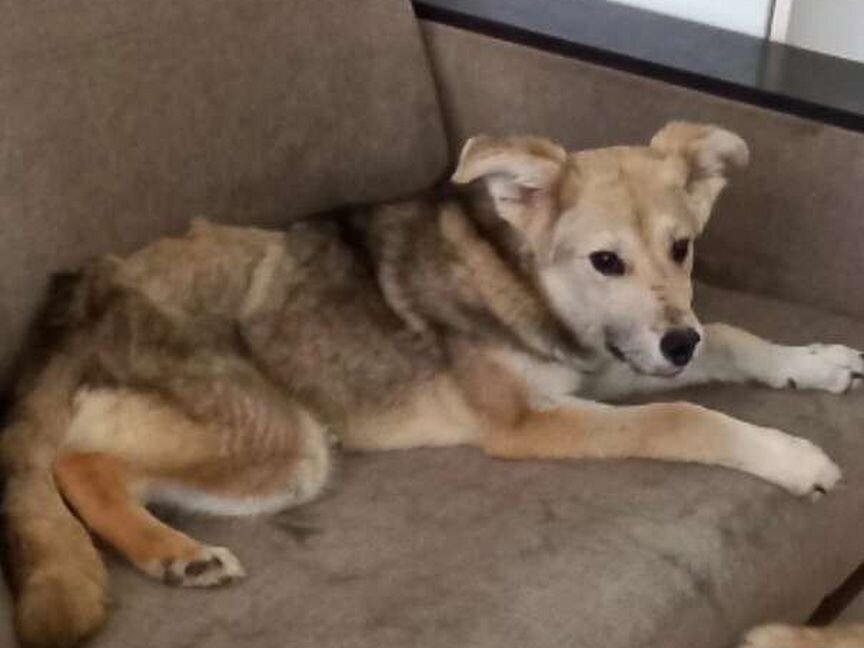 Собака в добрые руки