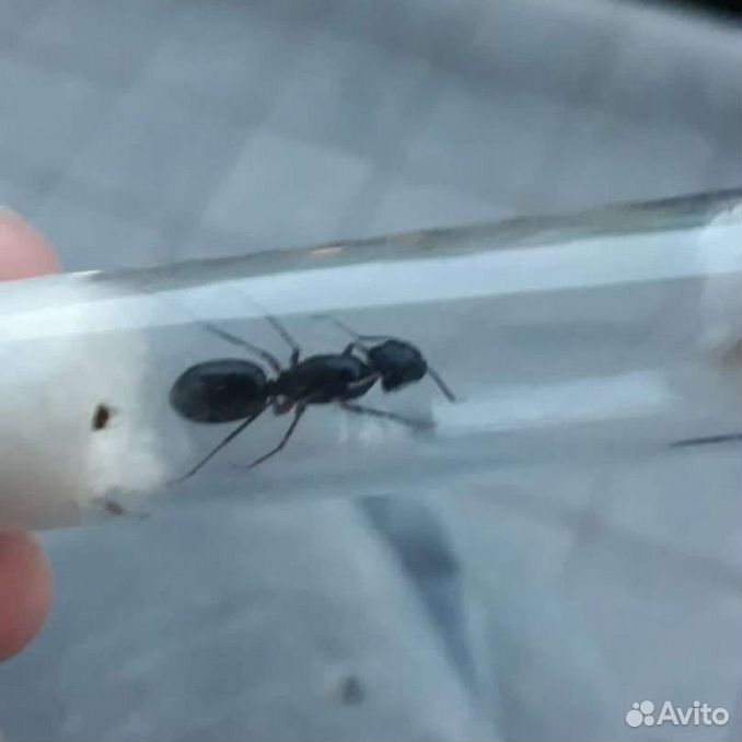 Camponotus fallah муравьи