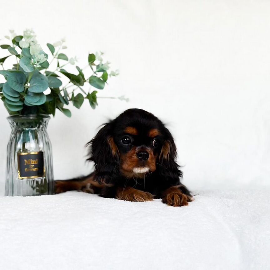 Мини Девочка Кавалер Кинг Чарльз спаниель