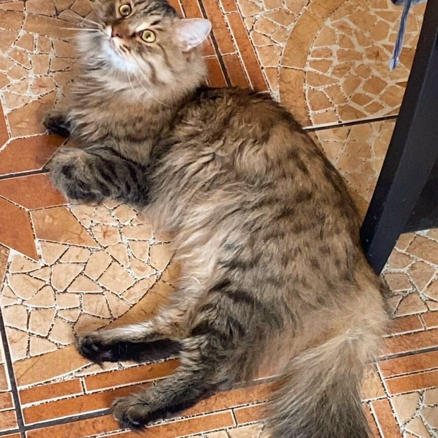 Кот Андрюша