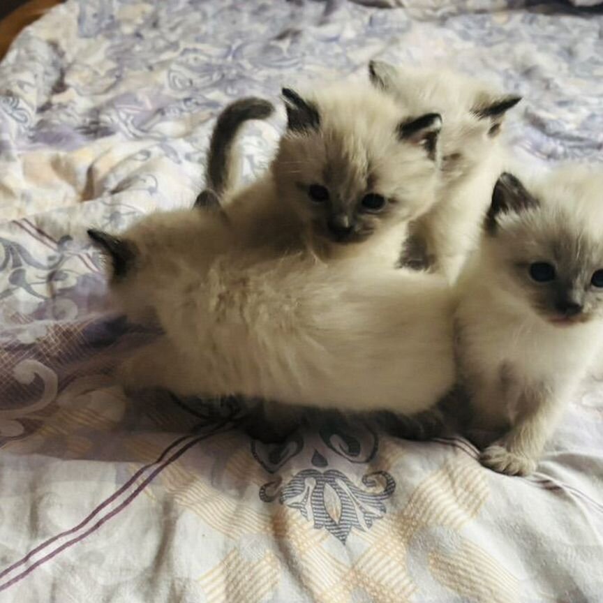 Котёнок от частного владельца