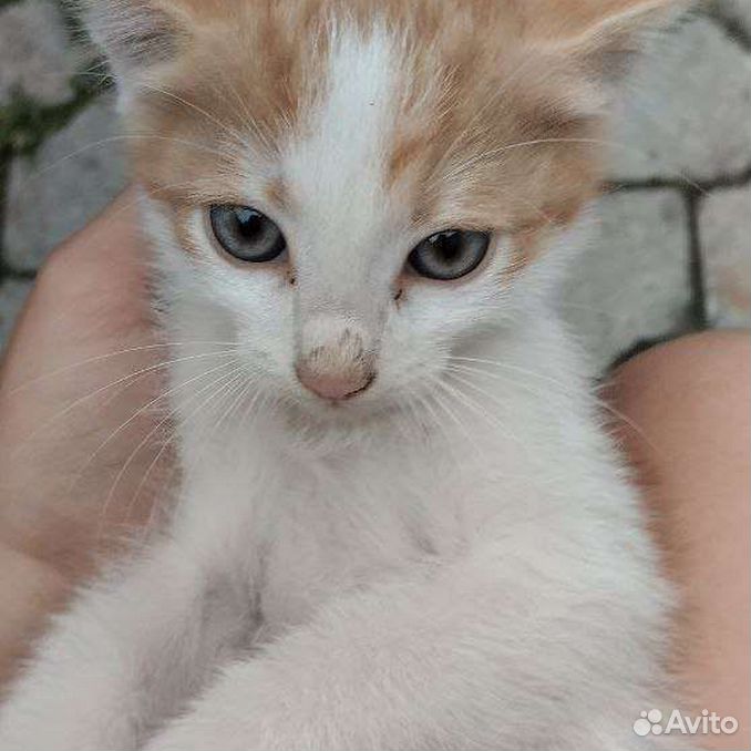 Кошечки с ладошечку