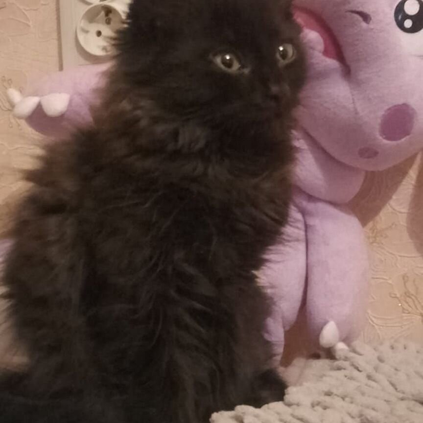 Котик 2,5 месяца