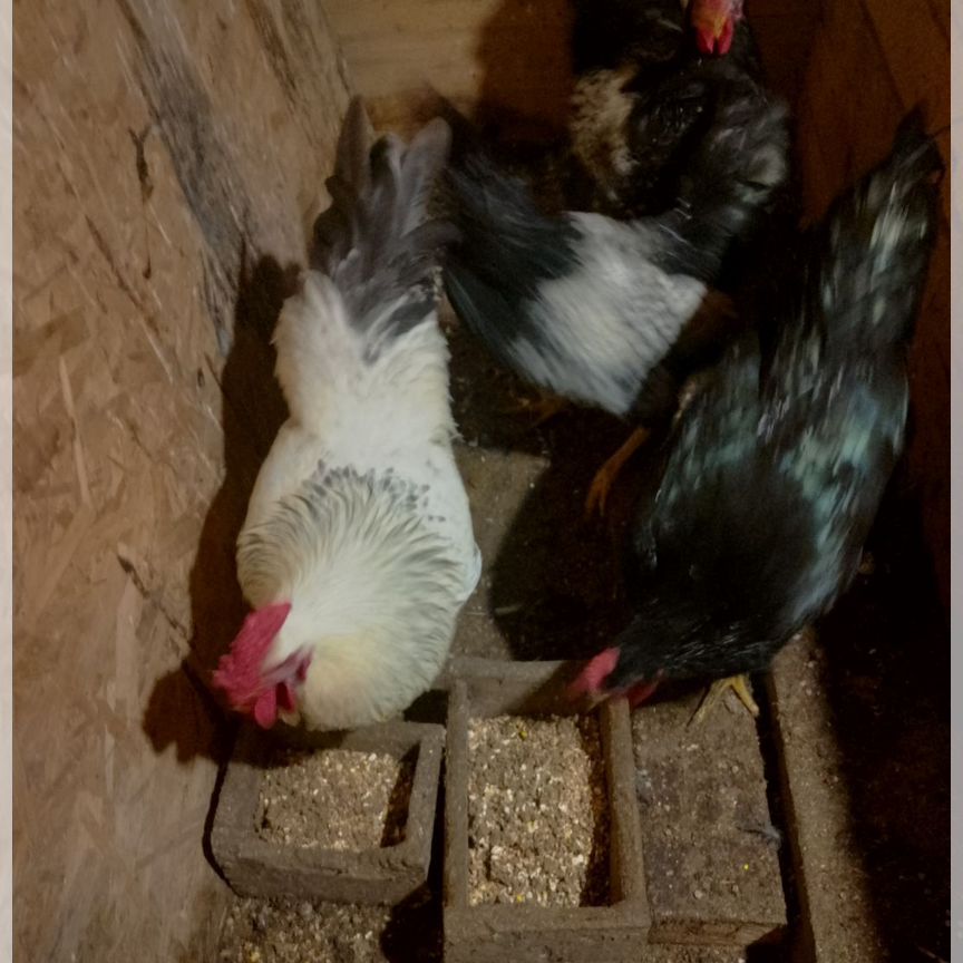 Петухи молодые