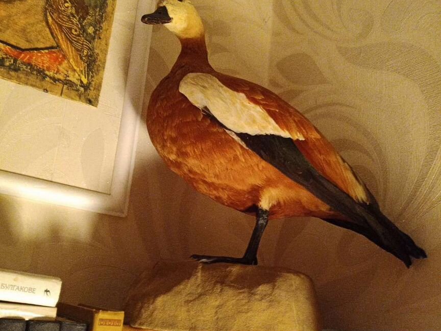 Хобби коллекционирование