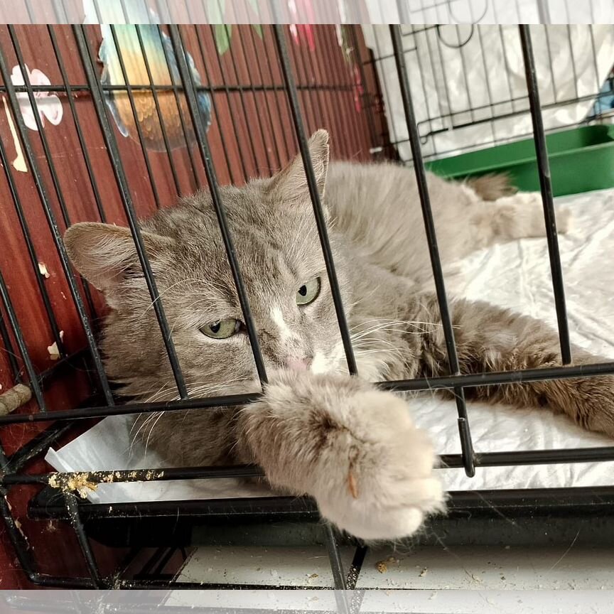 Котик мечтает о семье