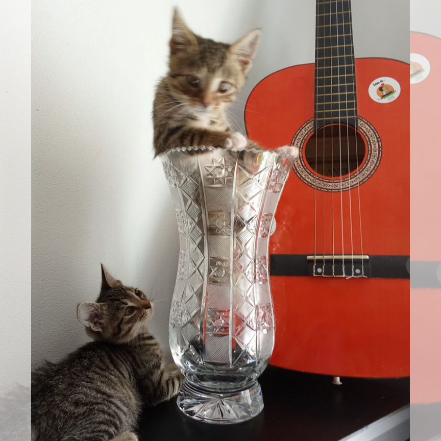 Котята отдам бесплатно