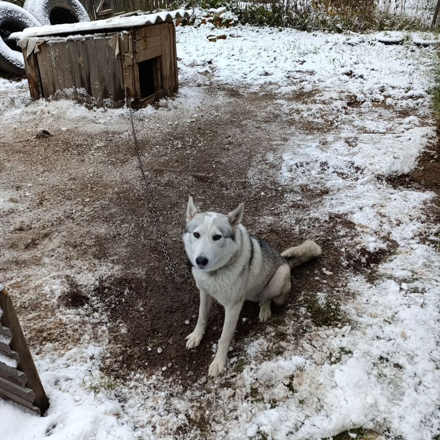 Дворовый пес