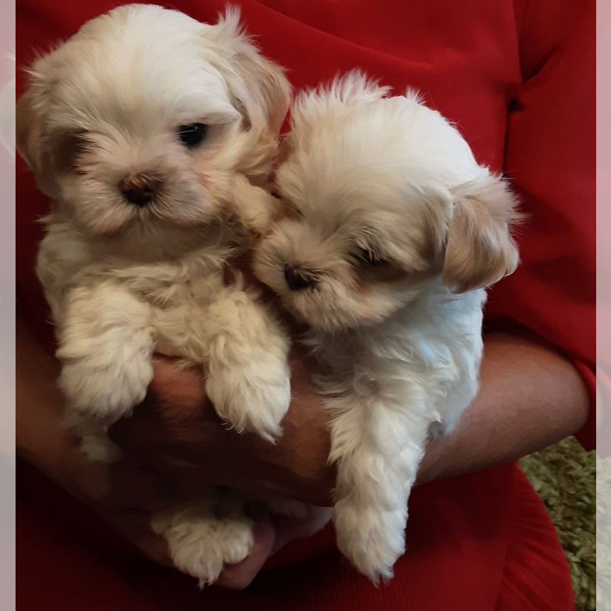 Мальтезики