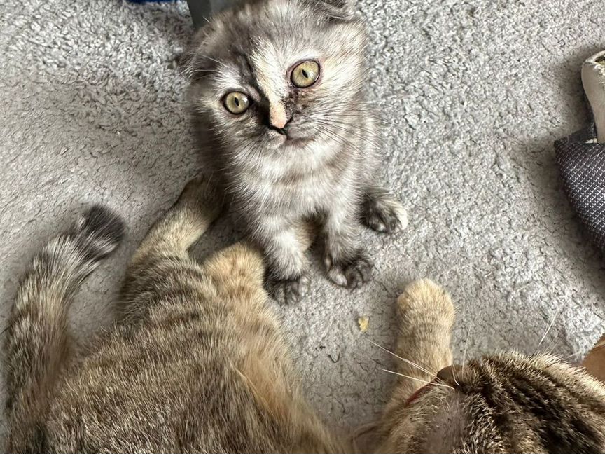 Шотландский котенок