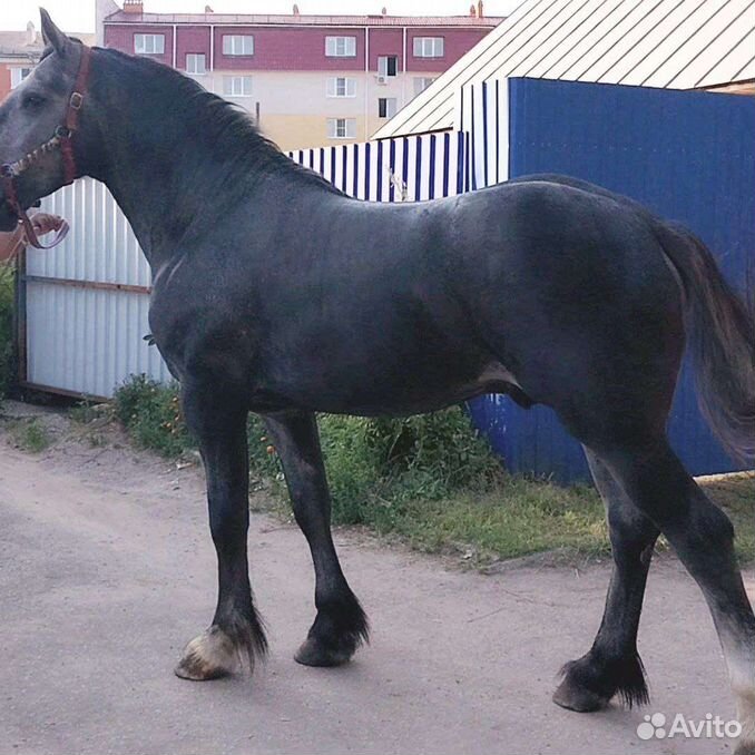 Продажа жеребца